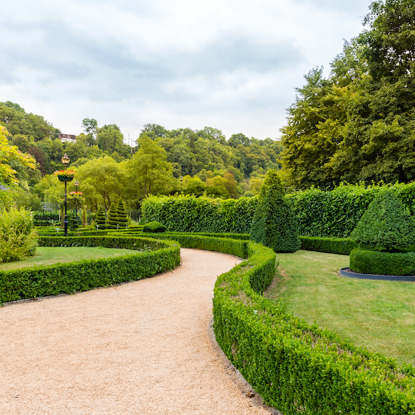 Professional Hedge Maintenance | Thompson Tree Care Ltd